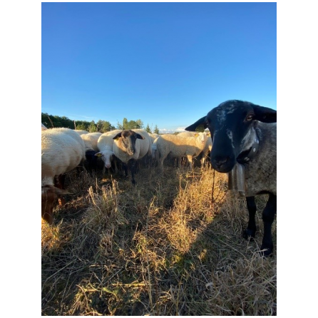 Actualités - Mairie de Pecqueuse